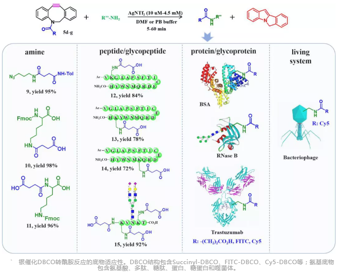 Folate/acid/PFP-PEG-DBCO叶酸/磷酸/五氟苯酚偶联修饰二苯基环辛炔DBCO品牌：西安齐岳西安-盖德化工网
